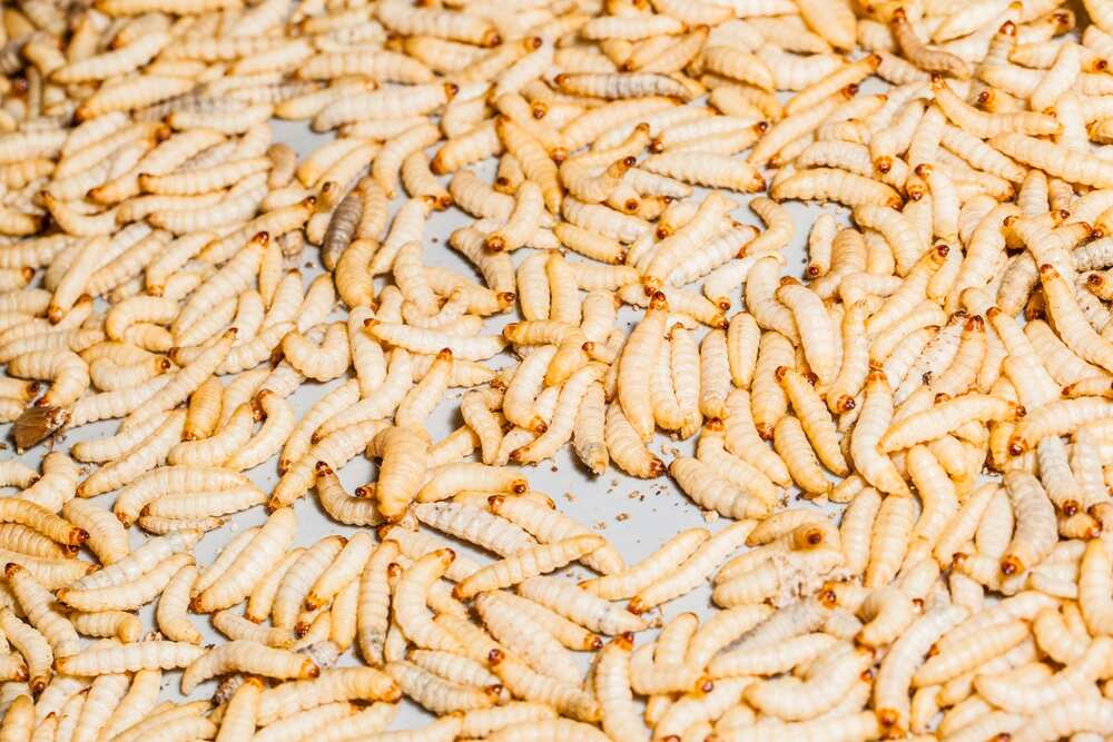 MAGGOTS In Starbucks Drinks?! | Go Real News Now
