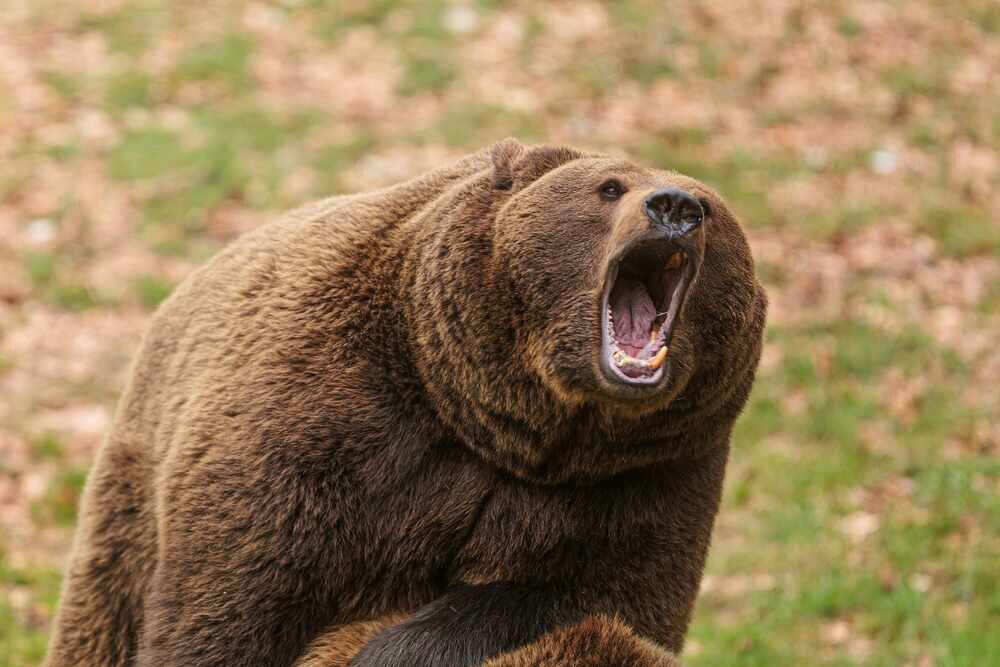 VIDEO: Bear Attack On Teens Becomes Rescue Mission | Go Real News Now